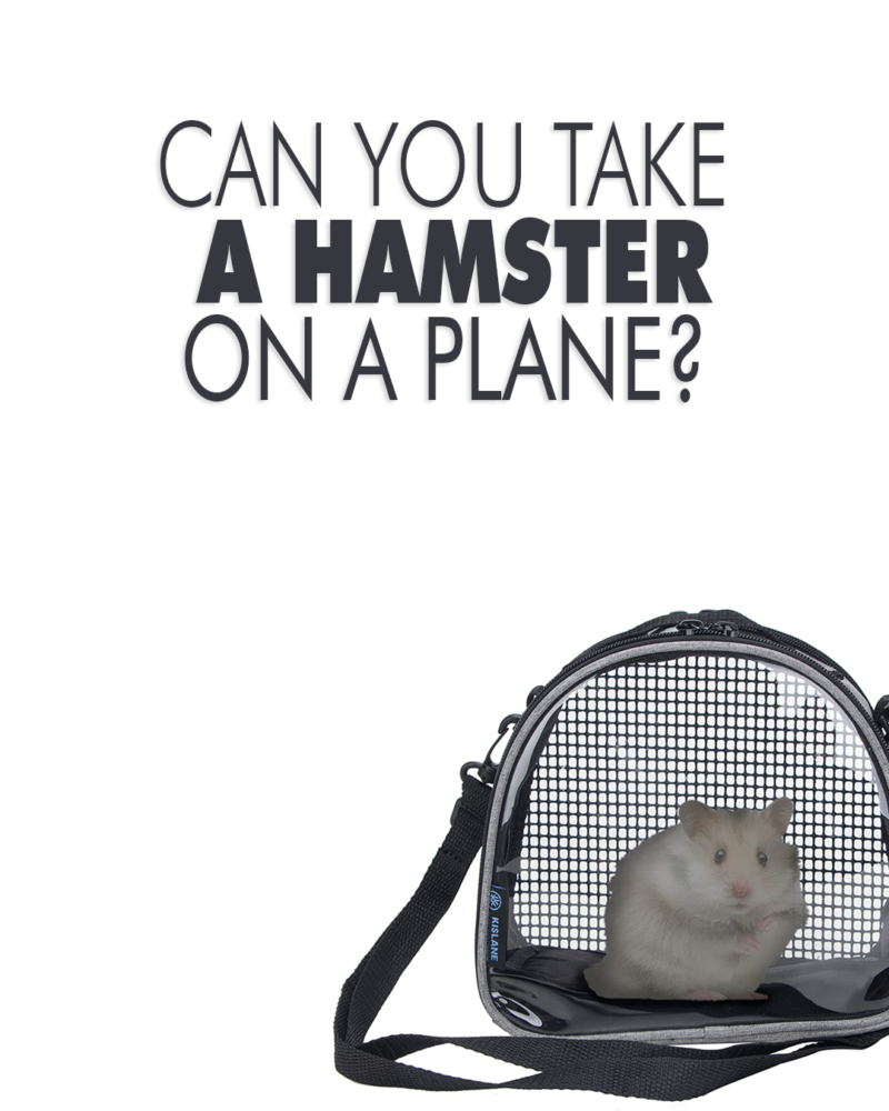Can You Bring a Hamster on a Plane? 2026 Airline Rules & TSA Guide