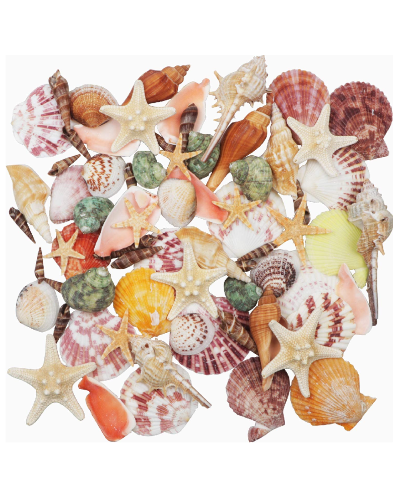 Can You Bring Or Take Seashells On a Plane? 2026